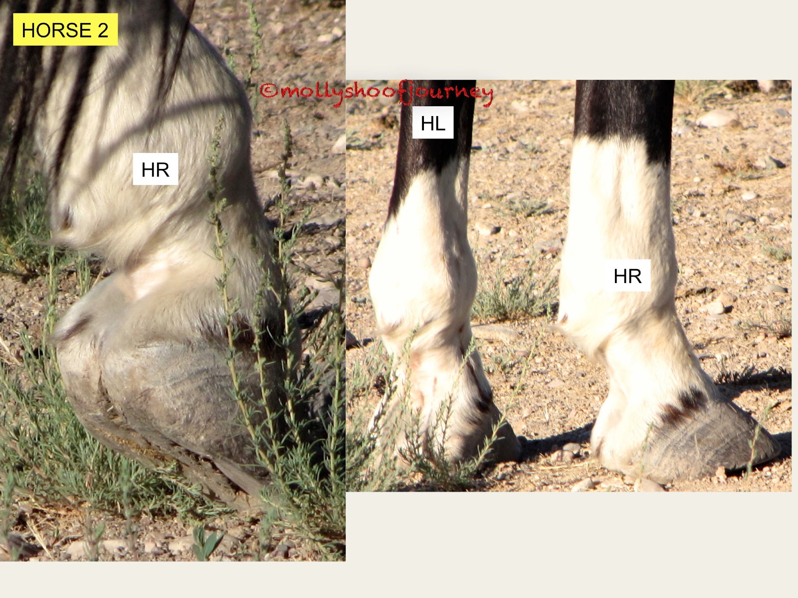 journey to better hooves: Mustang hooves