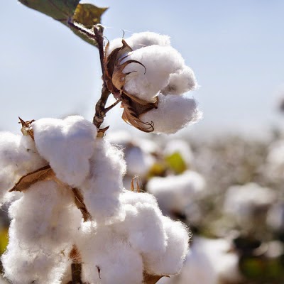 Did you know, the fact is..: 2014