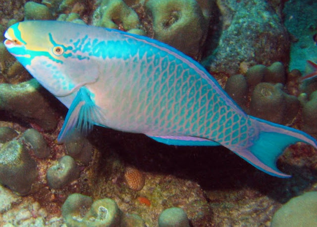 Parrotfish | The Biggest Animals Kingdom