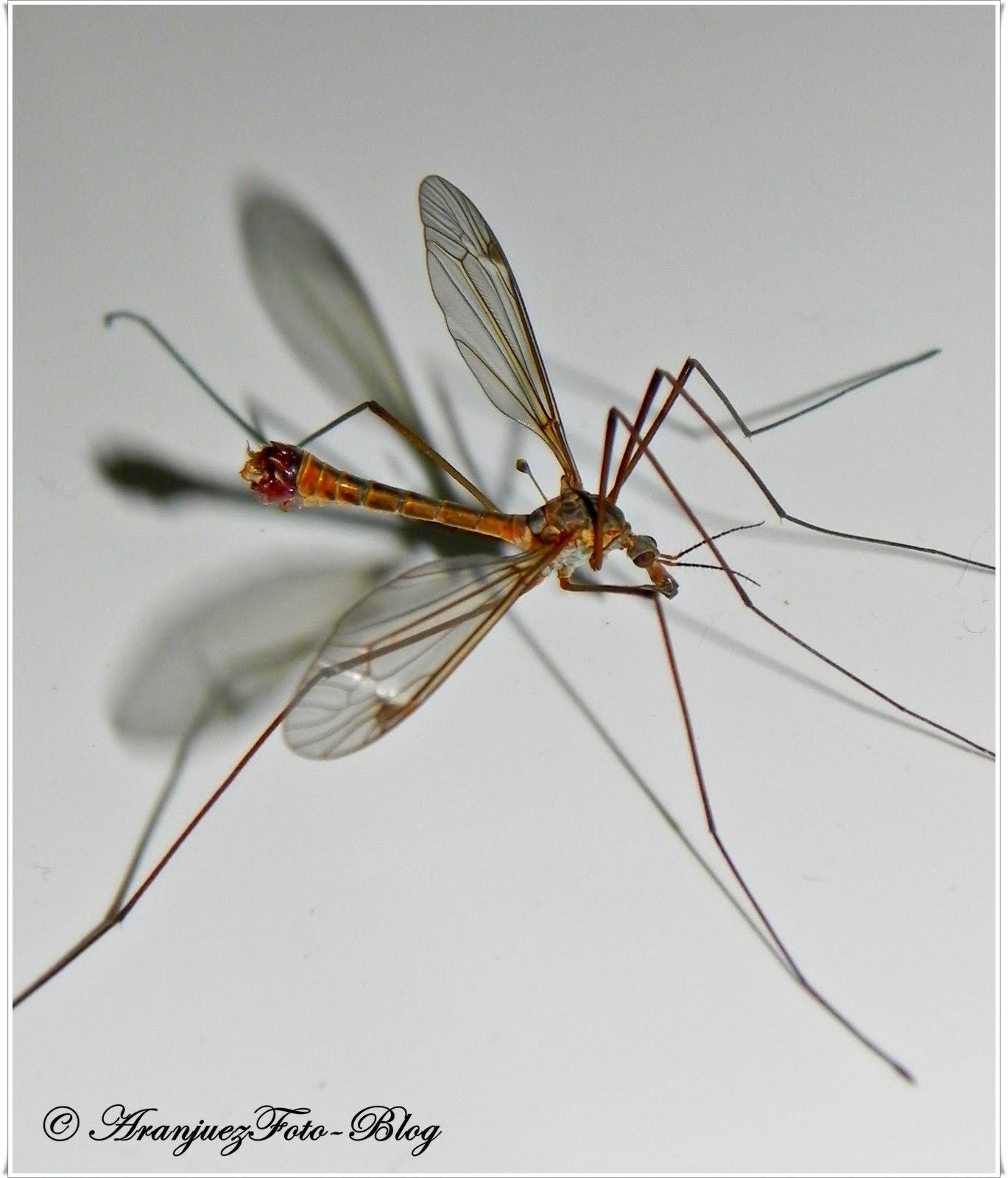 NaturAranjuez: Tipula maxima