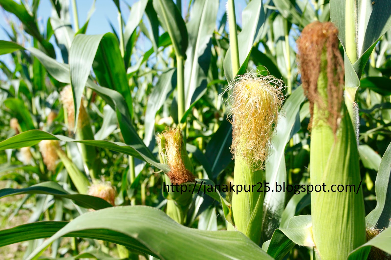 Agriculture Maize Cultivation In Nepal agriculture-maize-cultivation-in-nepal