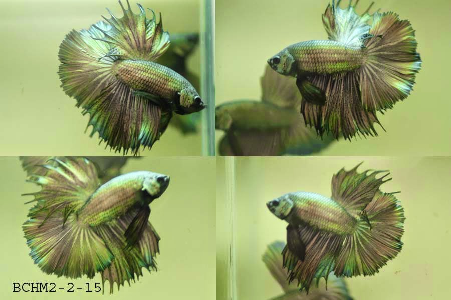 Bettazone: Betta of the week : Black copper Hm
