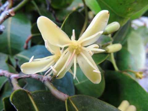 ECOHERBS .....: February 2019