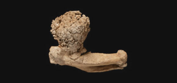 Species New to Science: [Ornithology / Behaviour • 2013] Fight Club: a ...