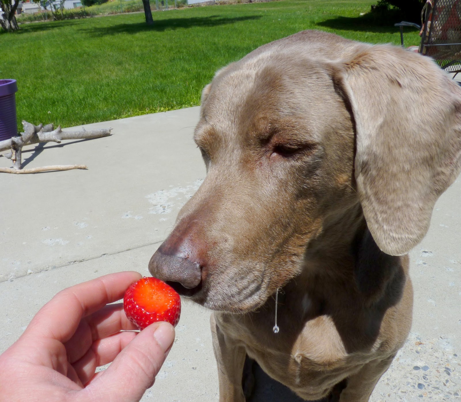 Gospel of Goose: Poop is Yummy