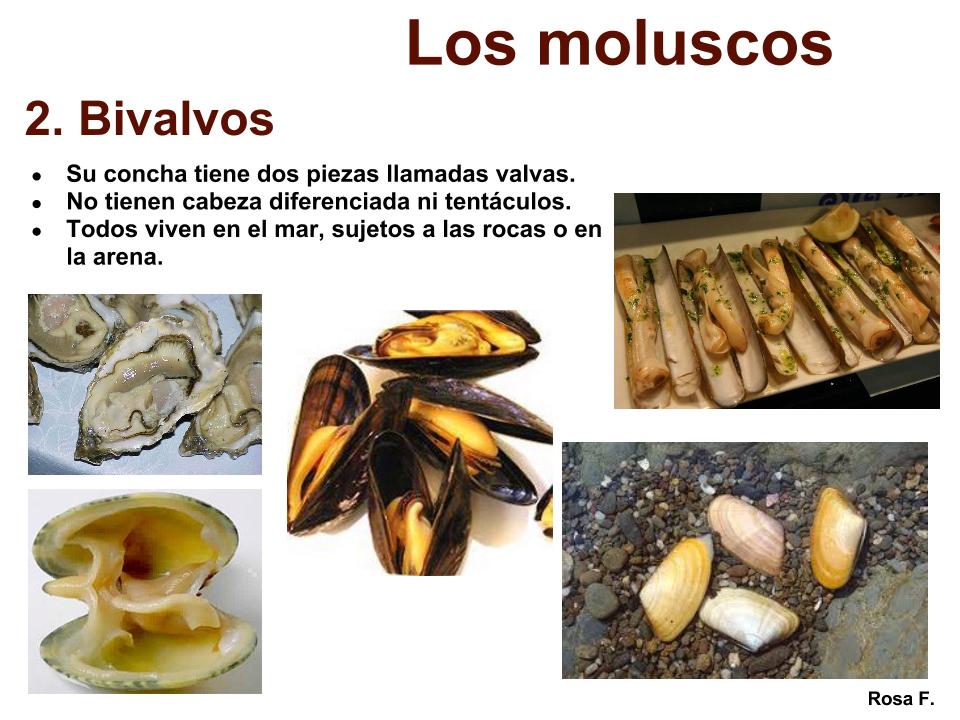 MOLUSCOS-BIVALVOS | SAN SEBASTIAN