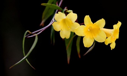 Kumpulan Gambar Wallpaper Bunga Melati Terbaik