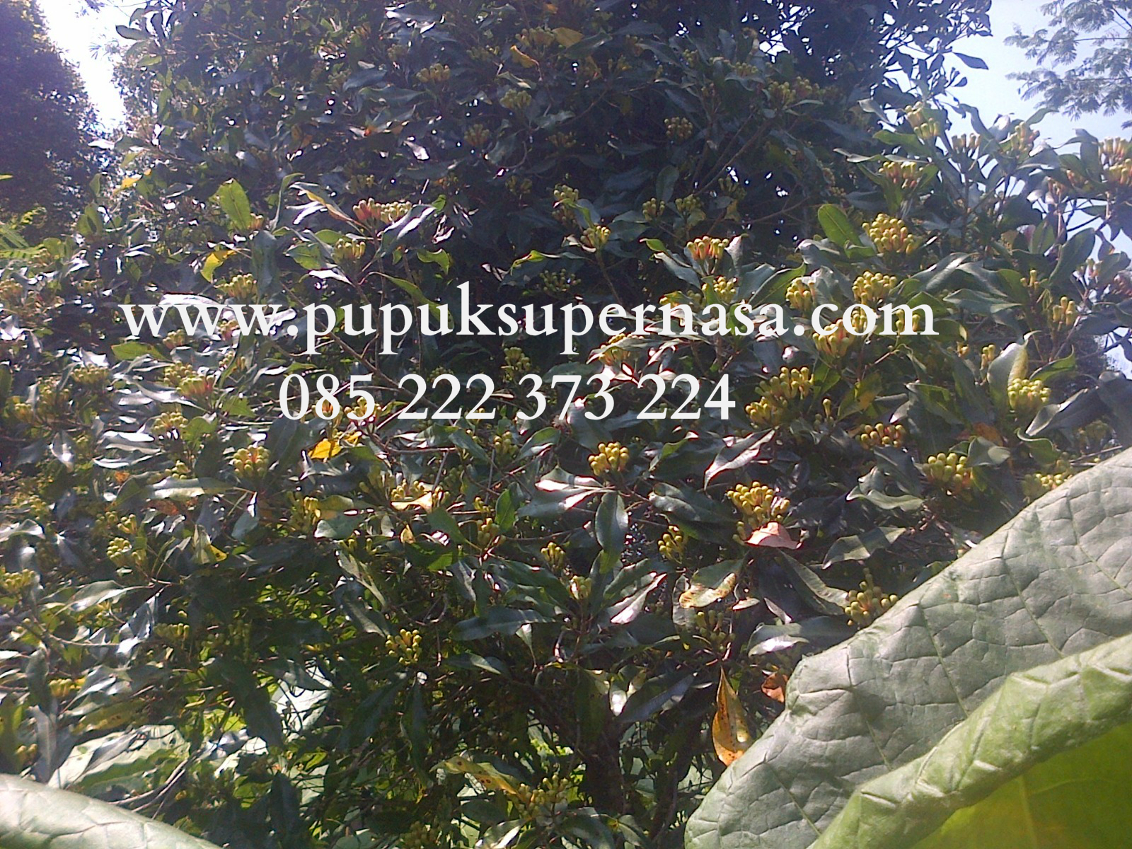 HAMA CENGKEH DAN CARA PEMBERANTASANNYA