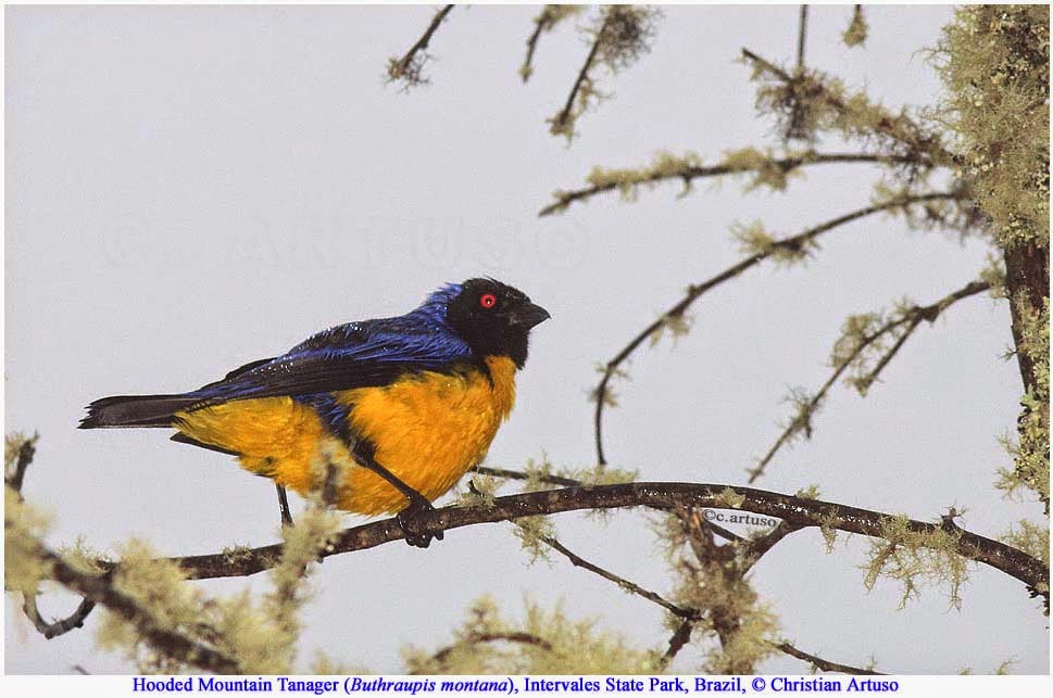 Christian Artuso: Birds, Wildlife: Tanager dreamin’ on such a winter’s day!