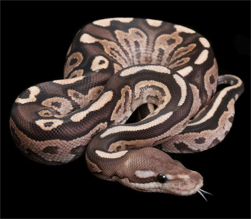 Jolene: Python regius