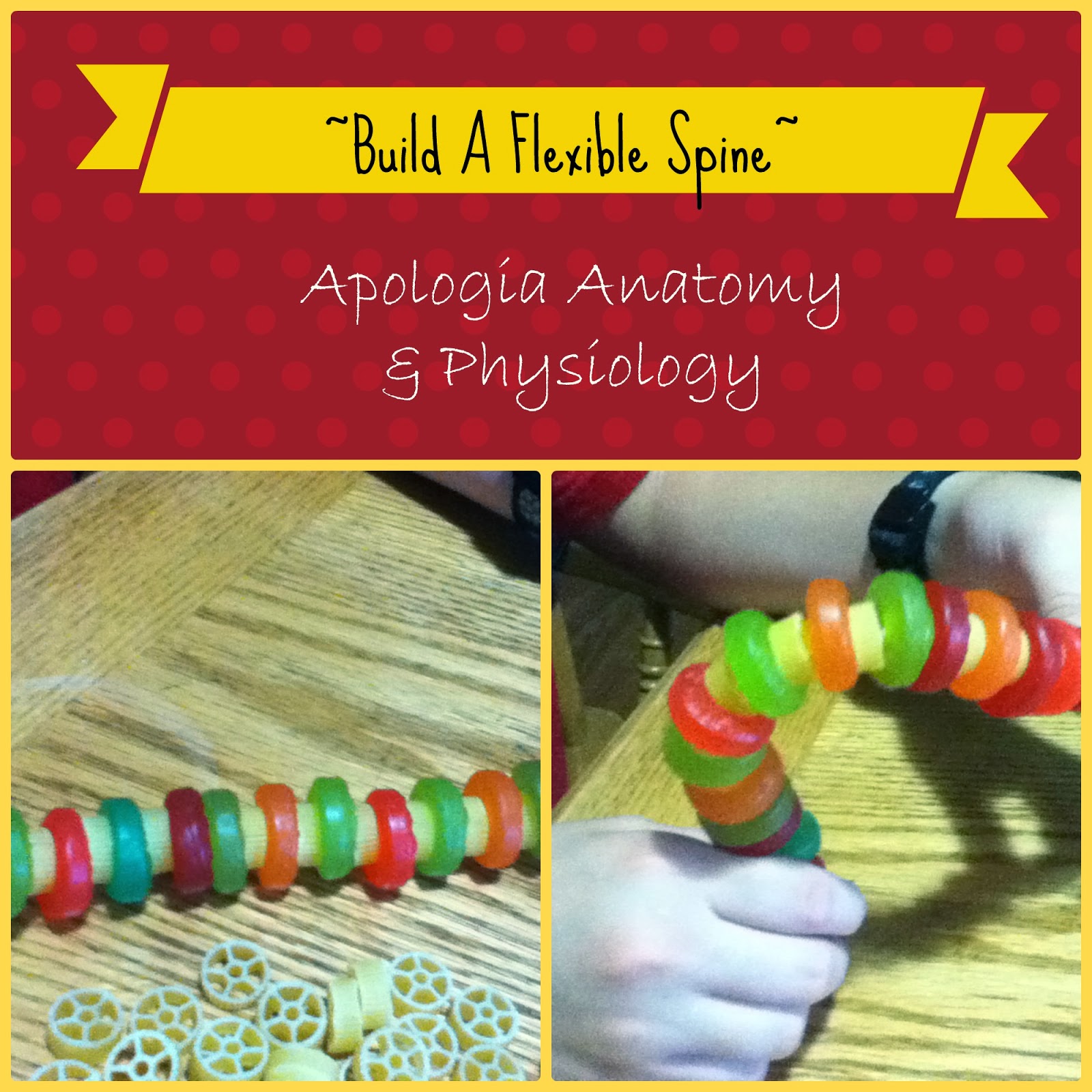 "Be The One" : Apologia Anatomy & Physiology Unit Two: Build A Spine
