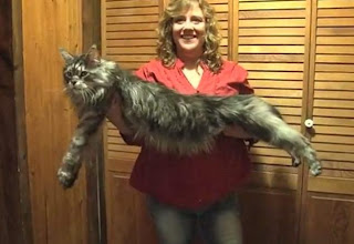 The Bizarre and Weird: Images of the Late "Stewie" the Longest Cat in ...