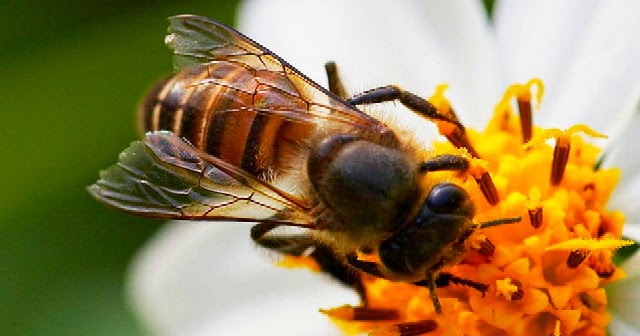 3 Jenis Lebah Madu yang Bisa Dibudidayakan - My Budidaya - Trik dan ...