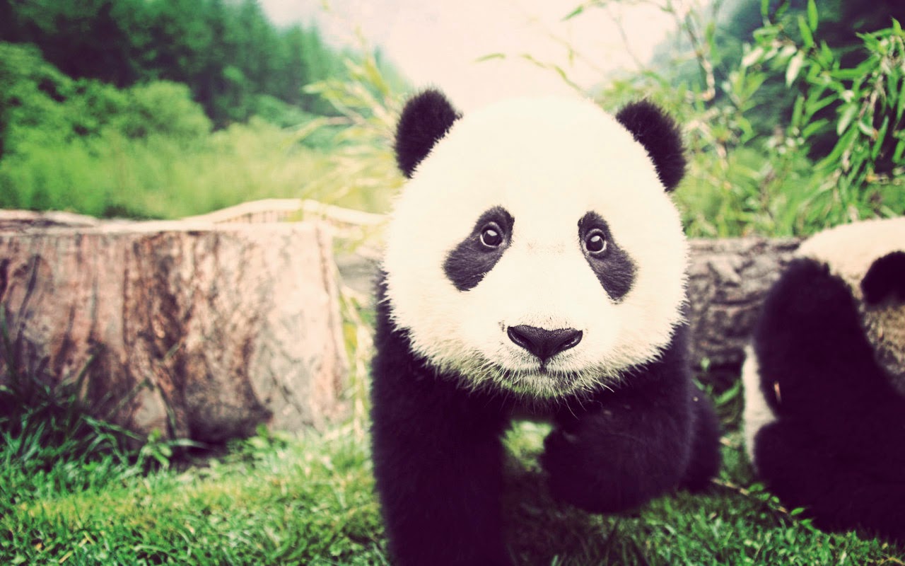 Imagenes everywhere: Ositos panda