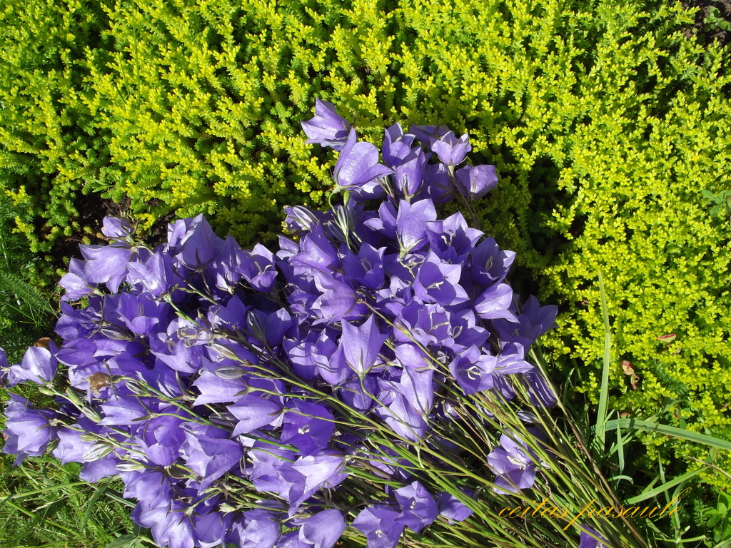 ceitaspasaule: Vasara, krāsainā vasara...