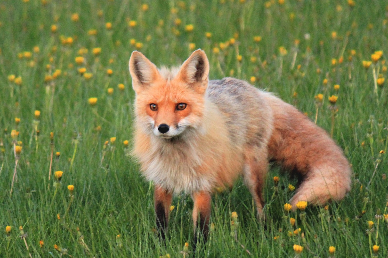 Wildlife Photography and Experiences with Brennan: PEI Foxes