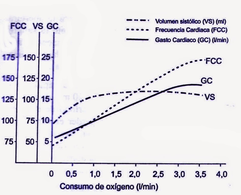 Índices del trabajo del corazón - gasto cardíaco
