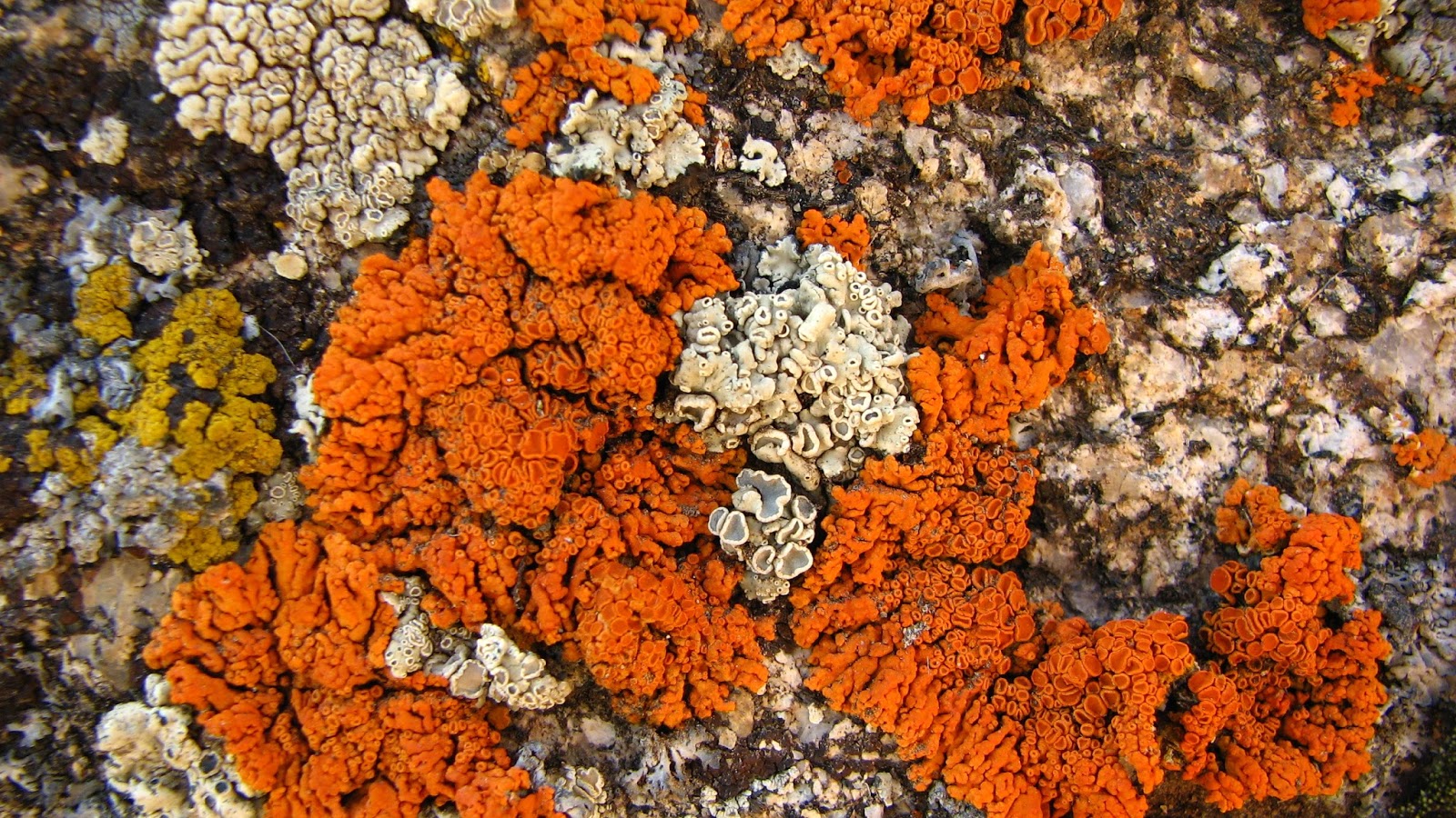 What's Growing in Colorado : Painted Rocks: The Orange Lichens