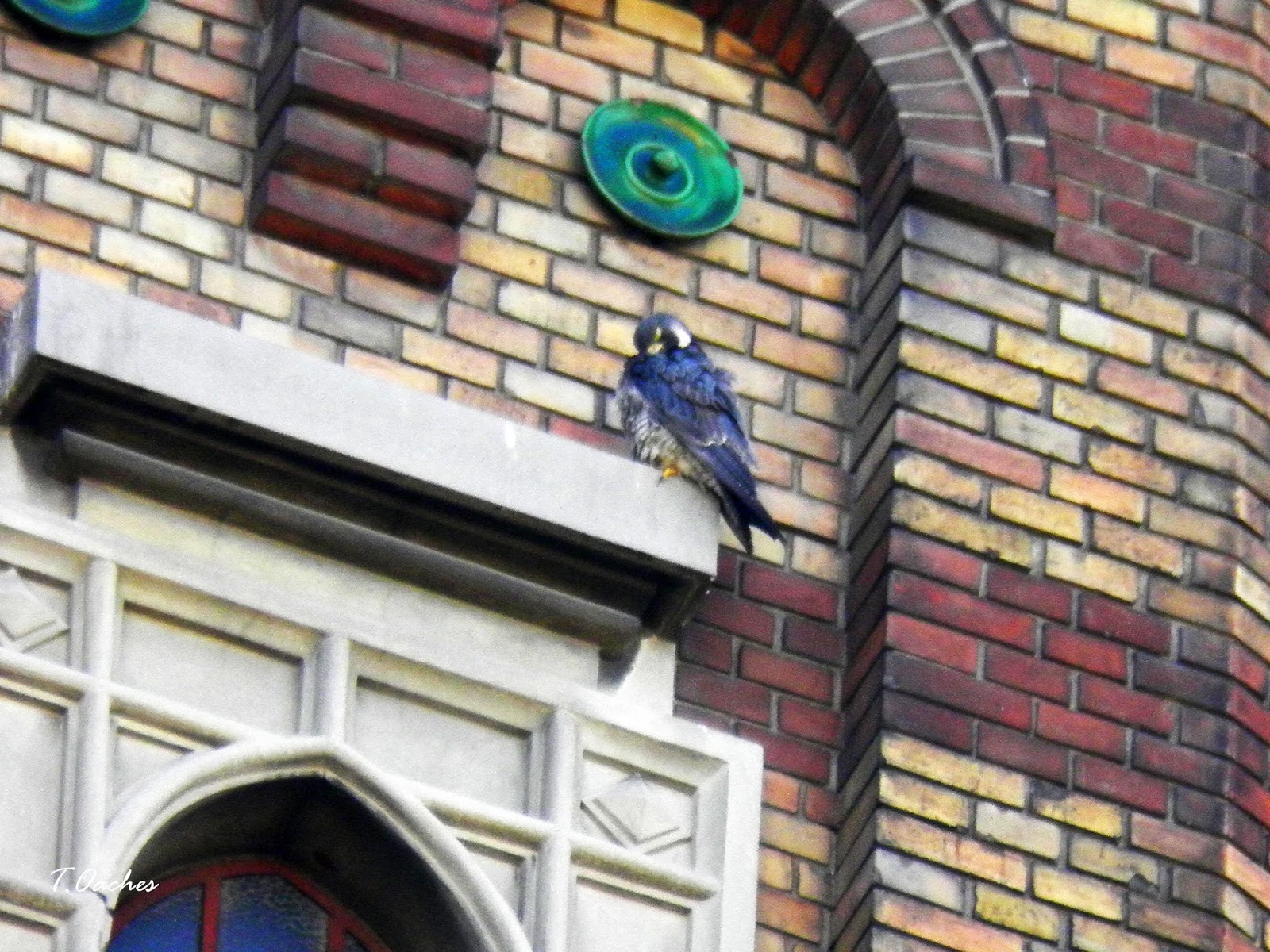 PASARI DIN ROMANIA: soim calator