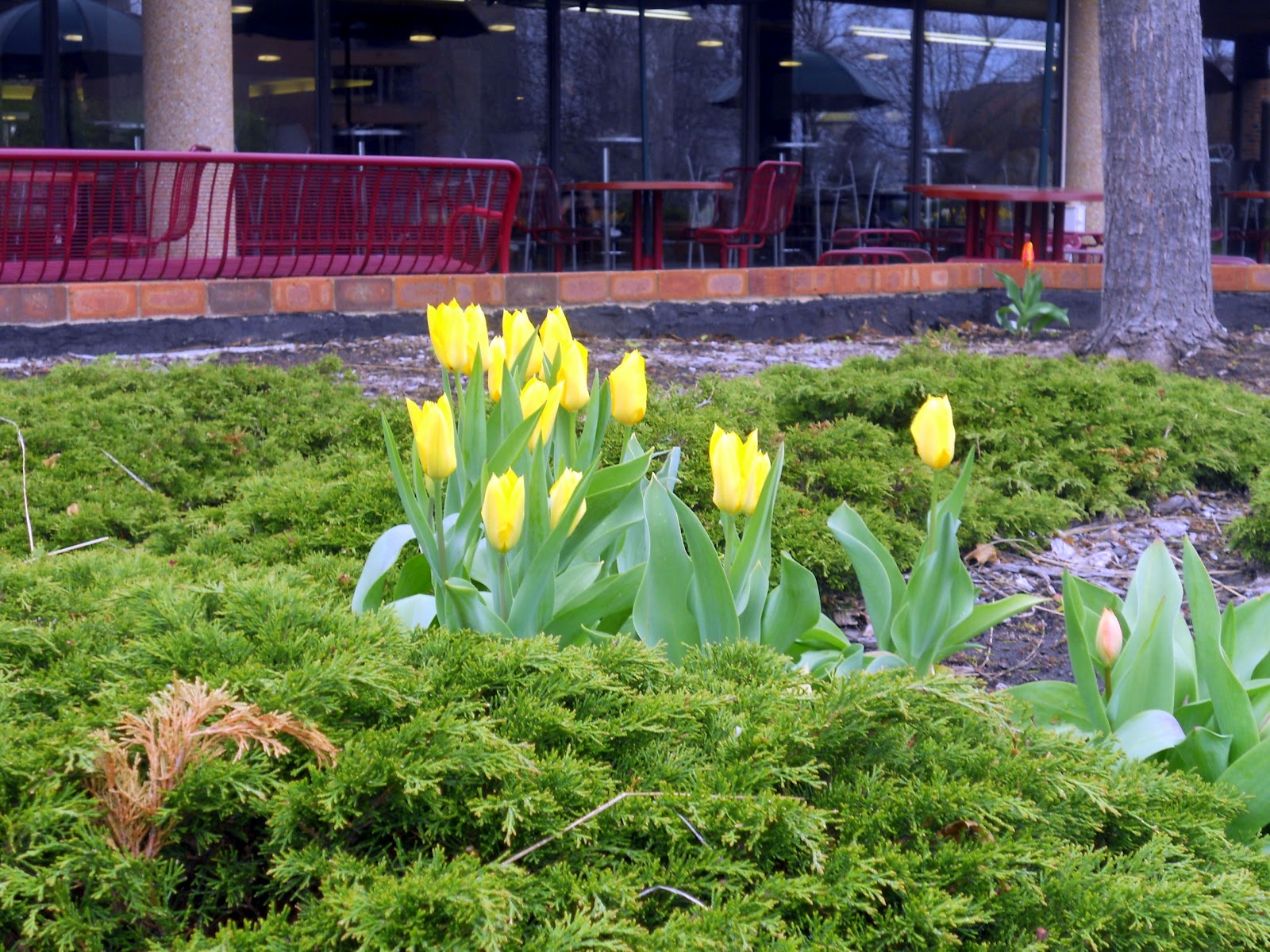 The College Gardener: What's Blooming on Campus (Part 2!)