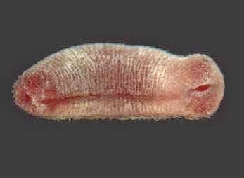 Artes de Pesca: VAMOS A PESCAR VOLTERETA Y VOLUTA PINTA