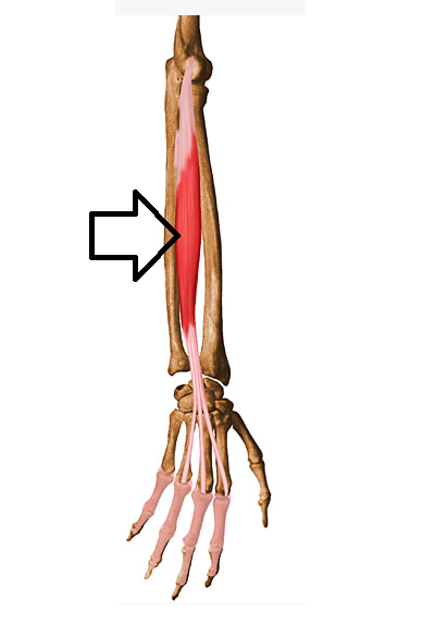 Anatomía Humana: Miología del Miembro Superior