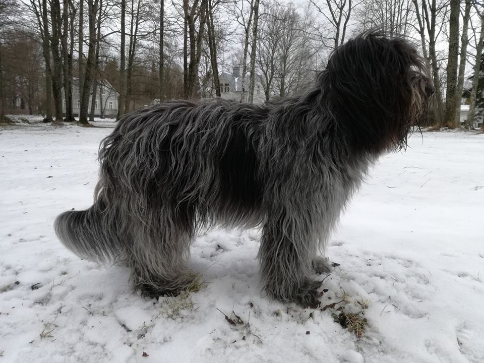 Schapendoes Jofi & Hipsu: Jofi