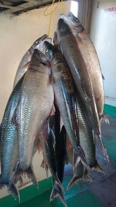 MAISHA NA MAFANIKIO: MIONGONI MWA SAMAKI WANAOPATIKANA ZIWA NYASA