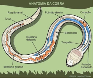 Comparando e Aprendendo!: Comparação entre o sistema respiratório dos ...