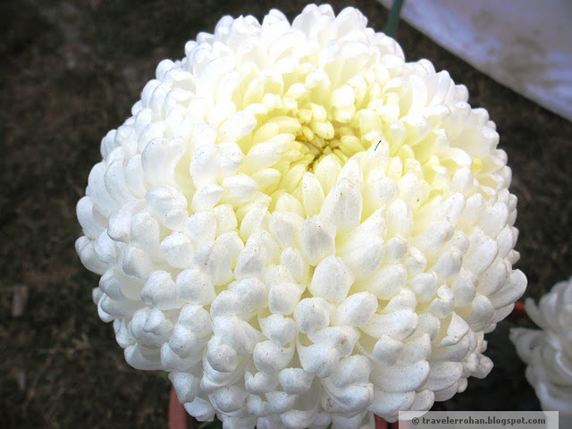 Chrysanthemums Day Out ~ Path Rarely Taken - The Travel Blog