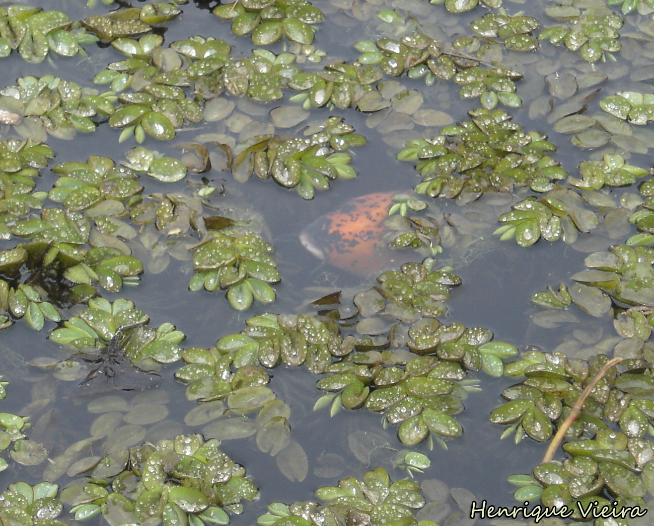 ll Procurando Animais ll: Carpa Chinesa ( Koi )