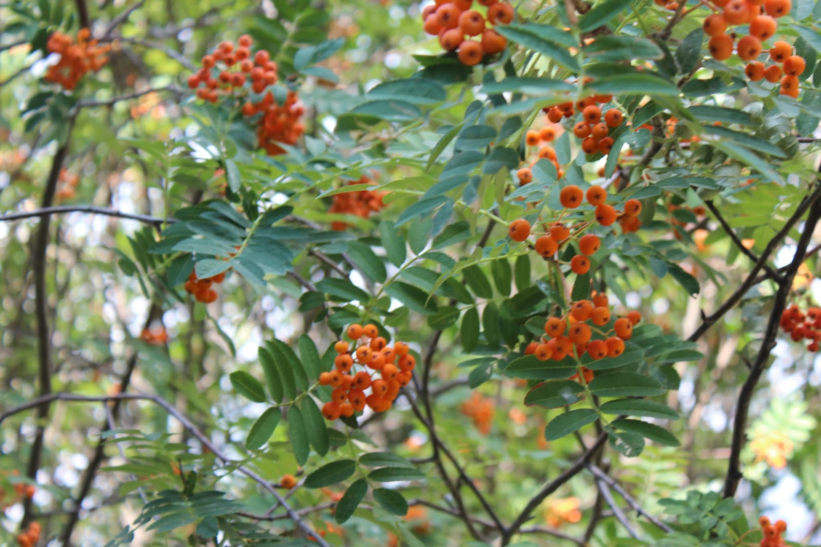 Perfumes y luces de Extremadura: Serbal común, Sorbus domestico.