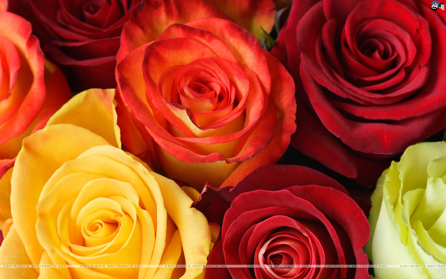 Beautiful Different Rose Flowers - My Wallpapers