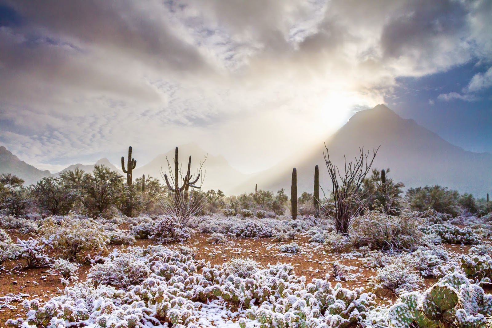 Sonoran Connection: Snow in the Sonoran Desert