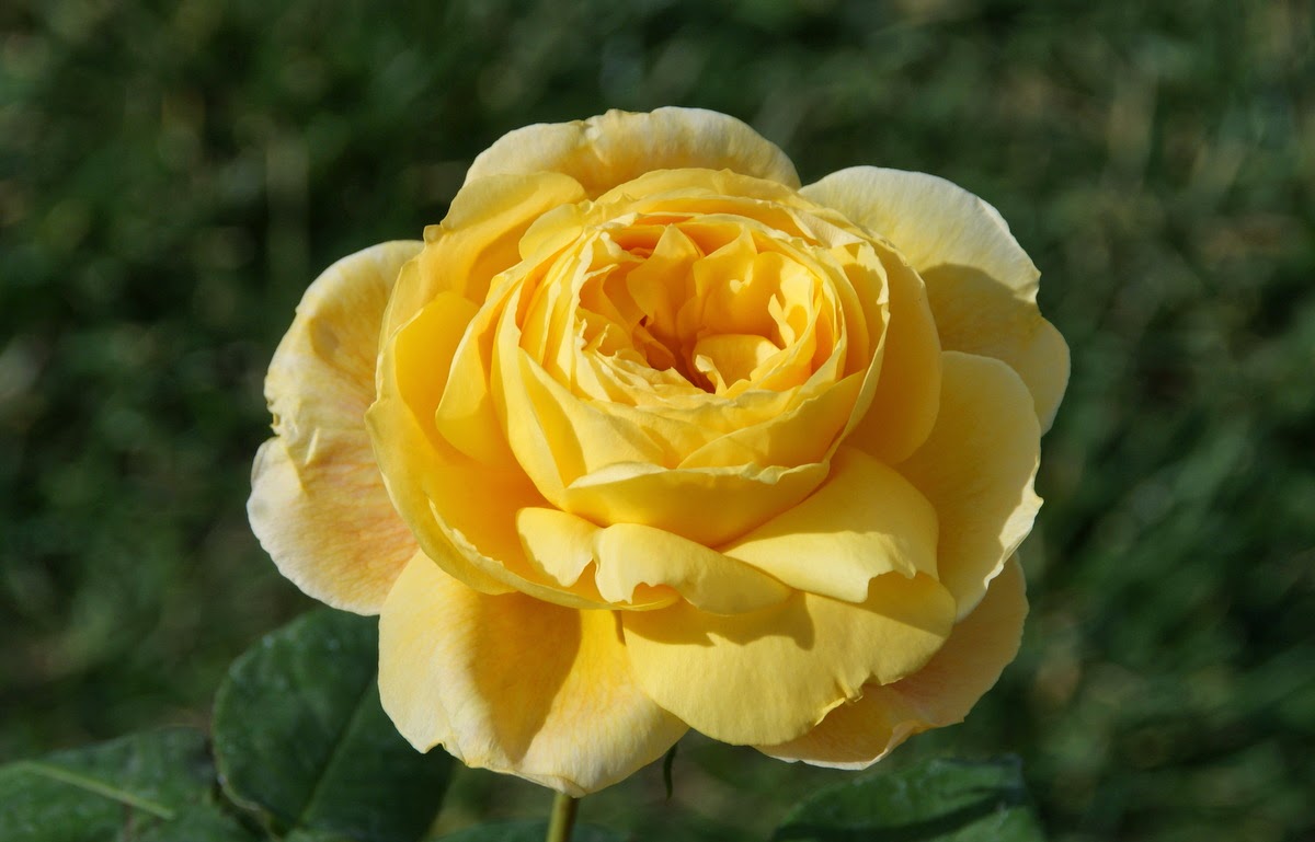 Organic Garden Dreams: January Roses