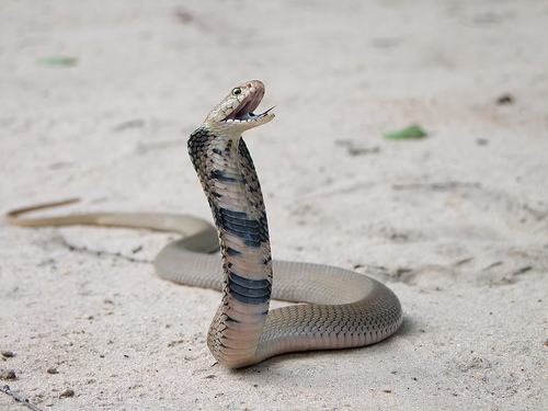 Most Amazing: The Mozambique Spitting Cobra