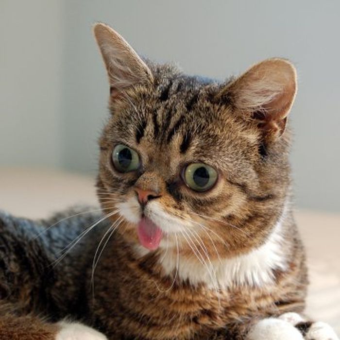 Beautiful World : Incredible Funny and Cute Cat (5 Photos)