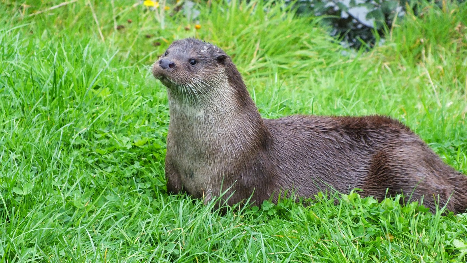 Tick 'n' go Birding: More photos from the Wildlife Centre.British animals.
