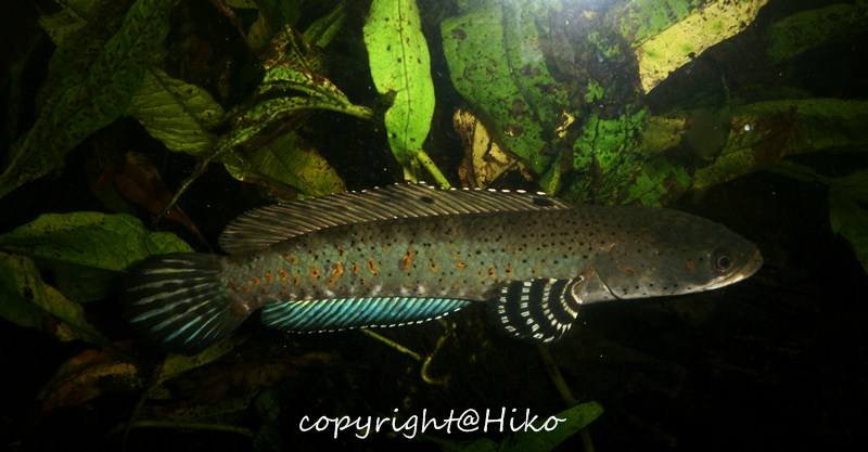 Mahamaya Hiko: jual Channa Pulchra 'Peacock Snakehead' Captive breed(CB ...
