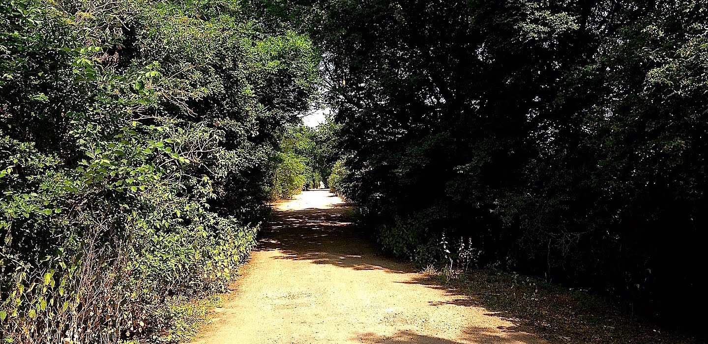 Cambridgeshire walks: Earith lakes
