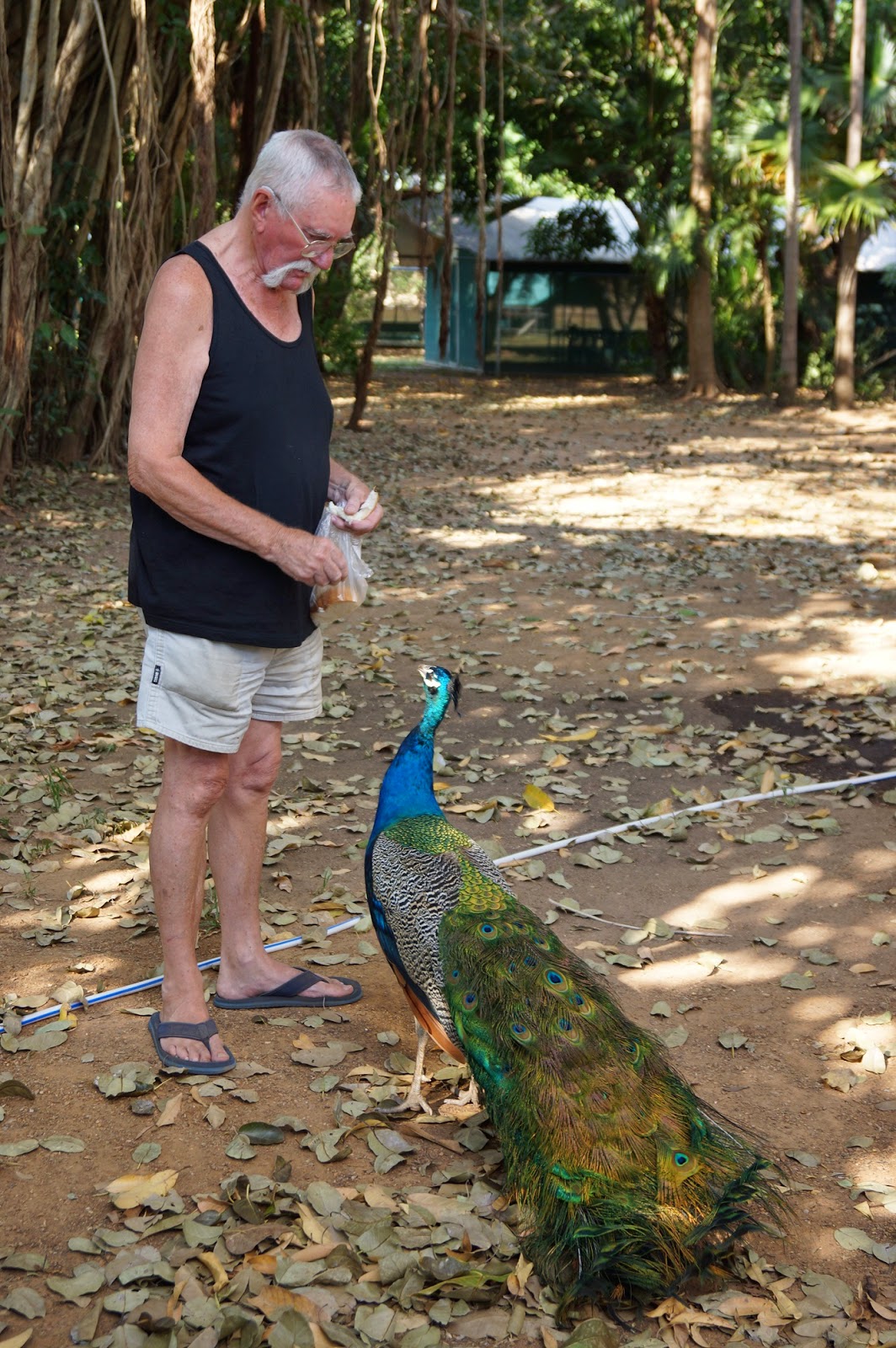 ON THE WALLABY: MT BUNDY STATION, ADELAIDE RIVER NT