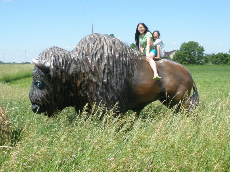 Buffalo Farm, Strawberry Picking, & More => Kid-friendly Summer ...