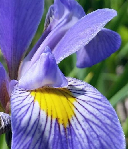 World of Irises: US Native Iris: A Look at Vernae, Tripetalae ...