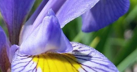 World of Irises: US Native Iris: A Look at Vernae, Tripetalae ...
