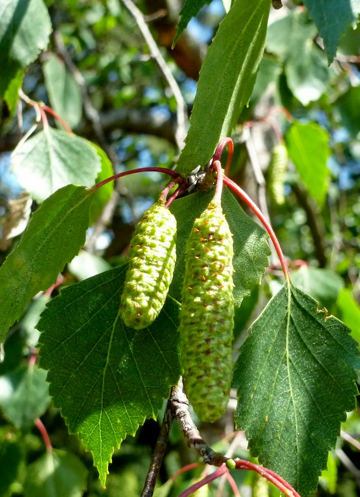 Árboles con alma: Abedul. Bedoll. (Betula péndula)