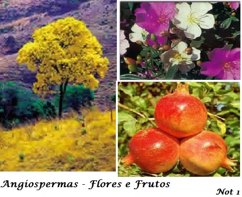 Biofimdomundo: Angiospermas