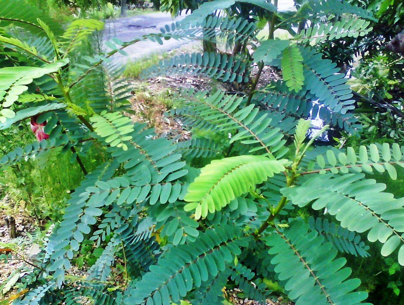 SantaiD'Rimba: Pokok Geti atau Turi