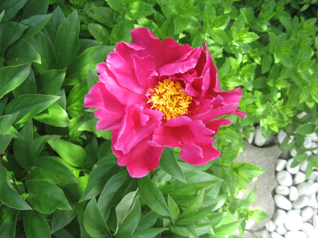 Altes und Neues von Bernd Nowack, Dessau: Edle Blume und Unkraut