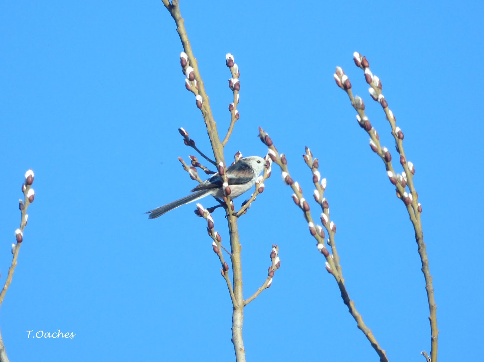 PASARI DIN ROMANIA: PITIGOI CODAT, Aegythalus caudatus