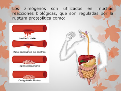 Bioquimica : Actividad 1.- Exposición del tema zimógenos